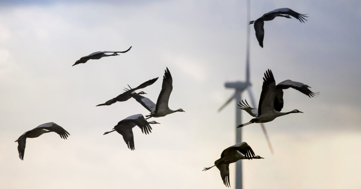 MUSE | Multi-Sensor Bird Detection Application | DHI