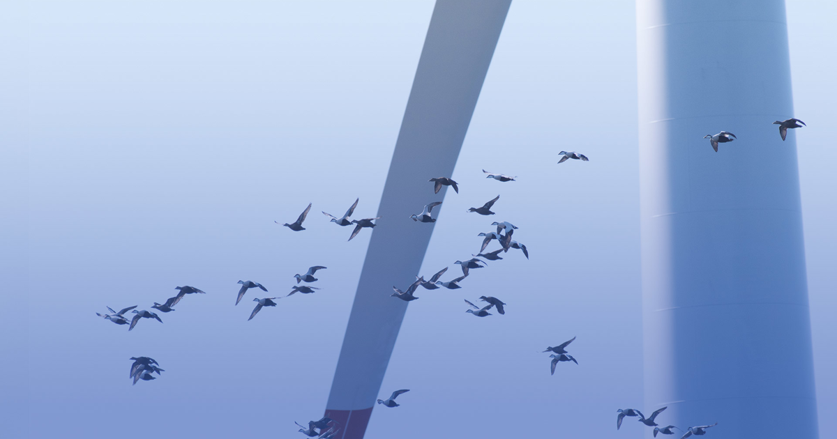 Ørsted and DHI develop bat and bird monitoring guidance