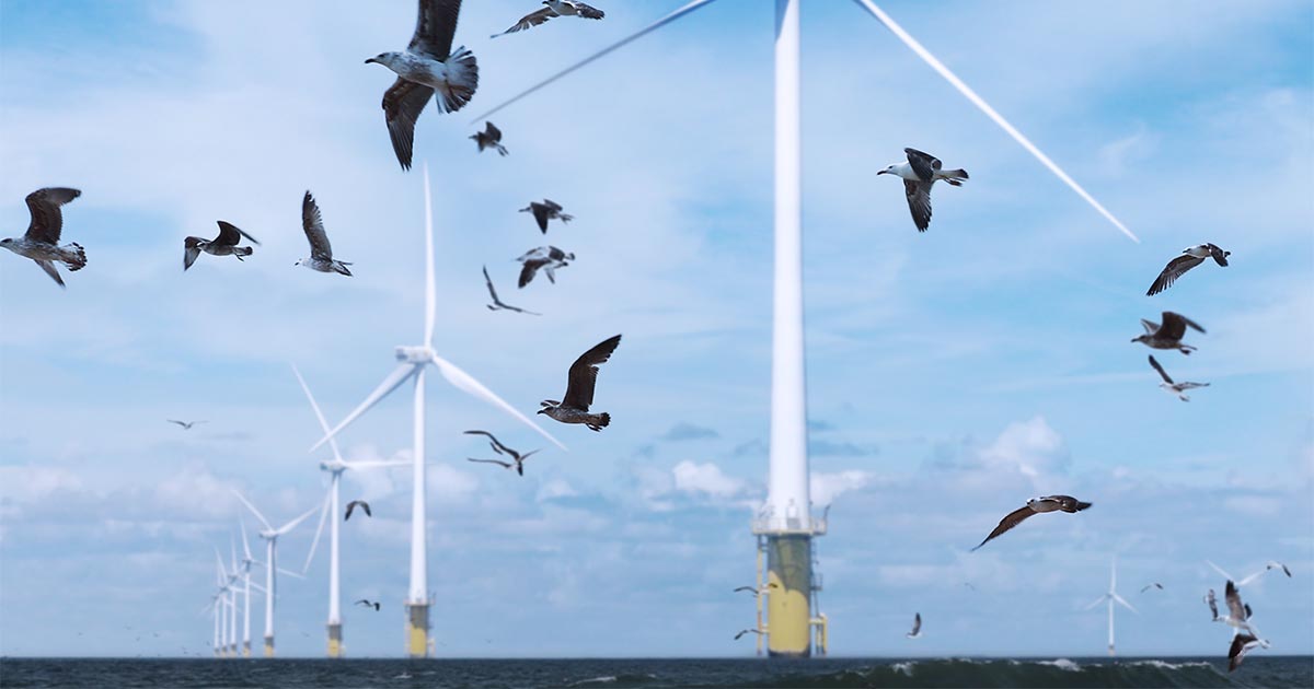 Develop offshore wind energy with respect for nature