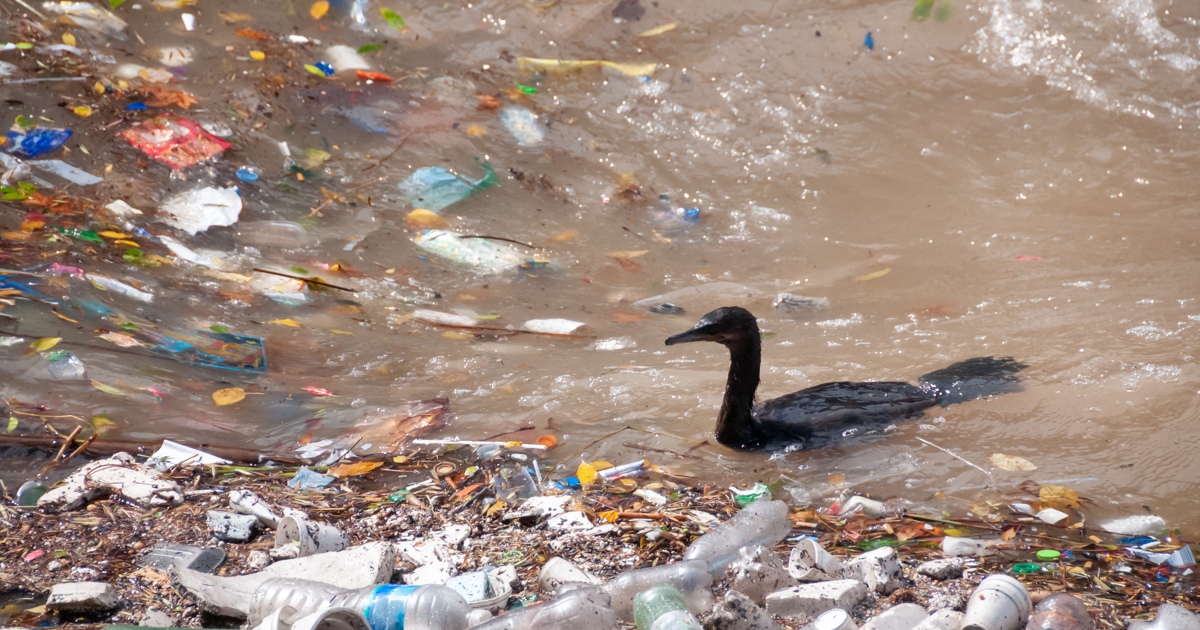 Understanding macroplastic behaviours in rivers