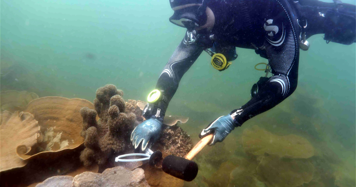 A delicate journey: Coral relocation supports sustainable port ...